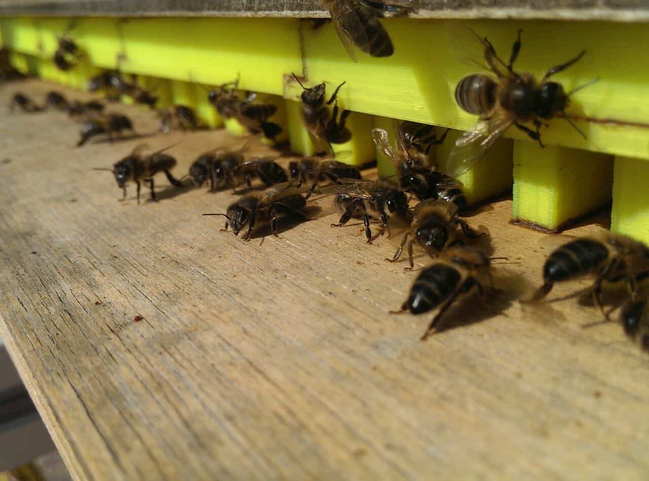 Cockroaches, Bees, Crickets And Big Data May Just Save Lives - Dataconomy