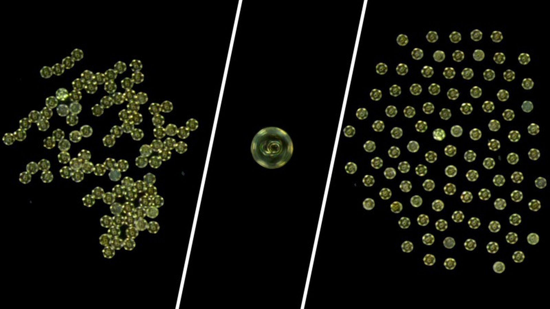 Researchers Have Developed Microrobot Collectives That Can Act In ...