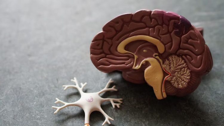 A New Neurocomputational Model Could Advance Neural Artificial ...