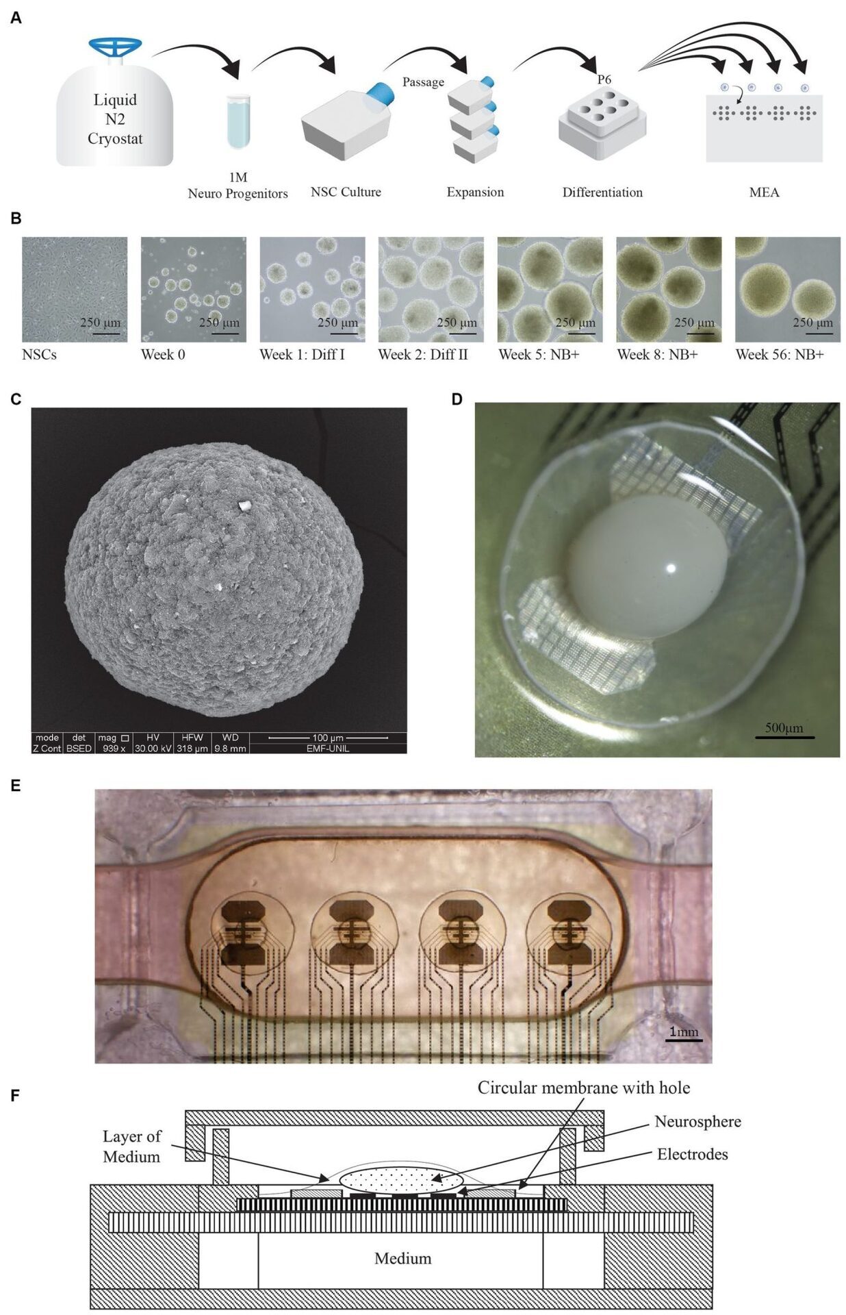 Living Computers? Brain Organoids Fuel Bioprocessors - Dataconomy